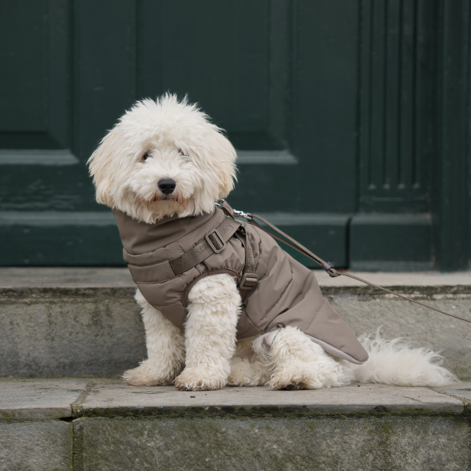 Staey - Dog equipment for the modern home