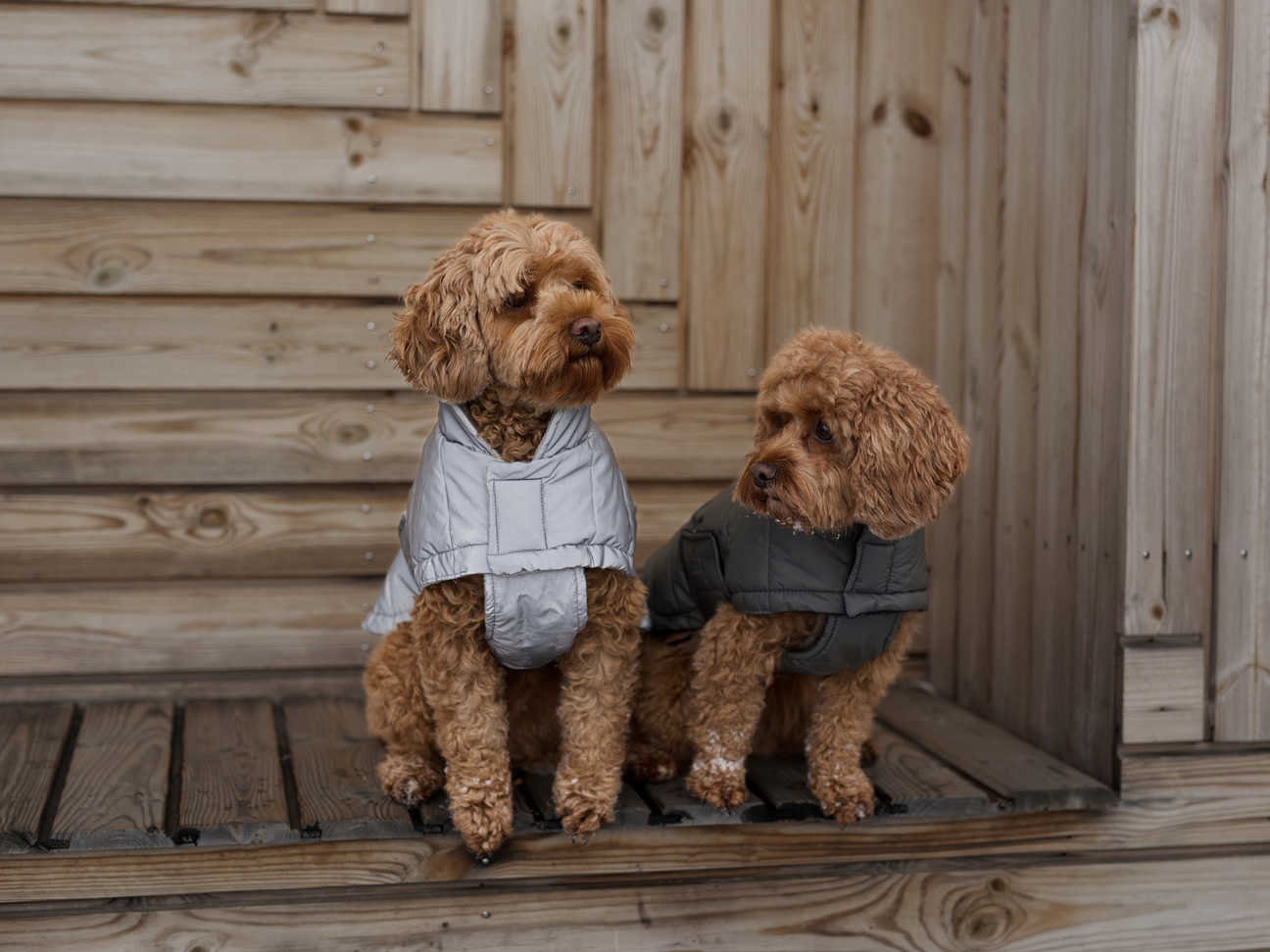 Staey – Hundeausstattung für das moderne Zuhause